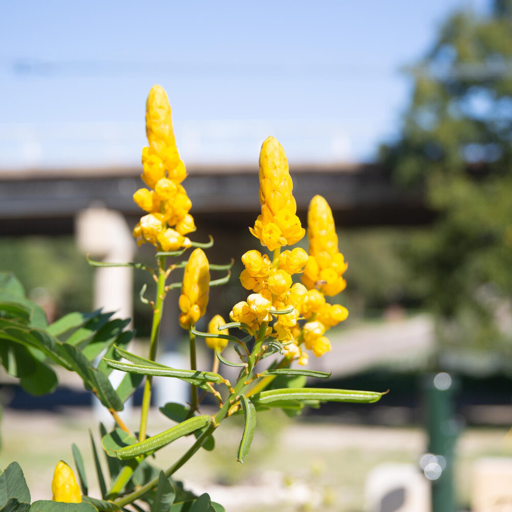 monarch-butterfly-sopac-the-loop-3 - The Loop Dallas